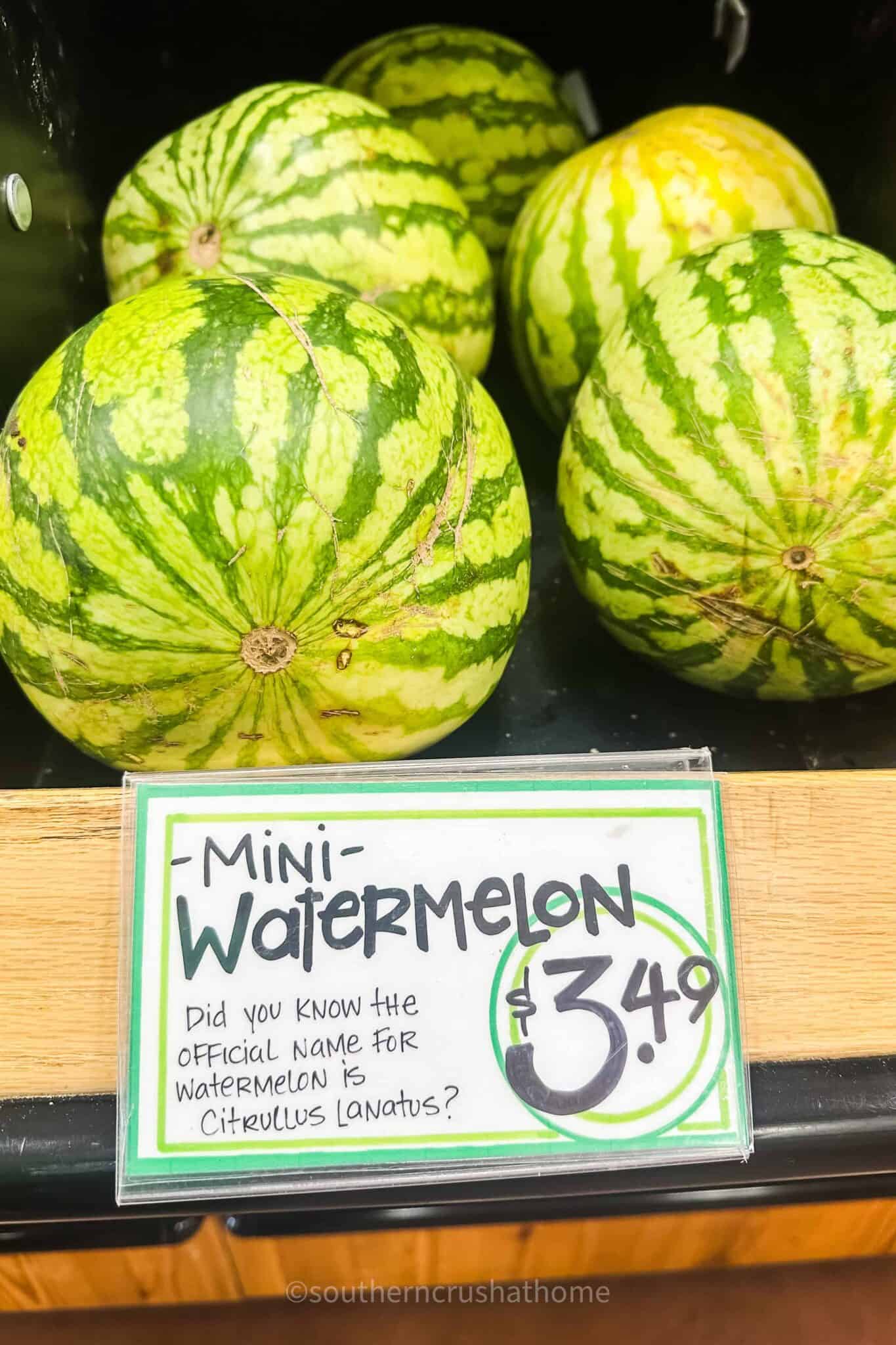 Easy Mini Watermelon Hostess Gift Idea - Southern Crush at Home