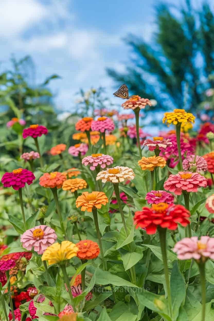 7 Essential Tips for Growing Gorgeous Zinnias - Southern Crush at Home